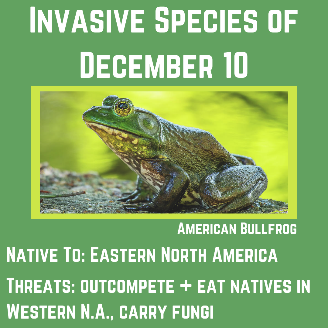 Invasive Species of the Month: December Edition – Students Against ...